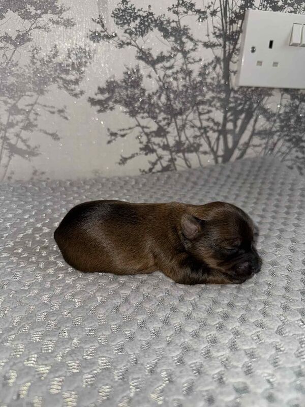 Miniature Yorkshire Terrier Puppies For Sale | Yorkie Owners