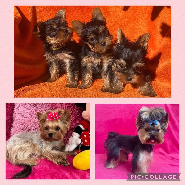 Beautiful Pure Breed Mini Yorkshire Terrier Puppies For Sale in Bromley ...