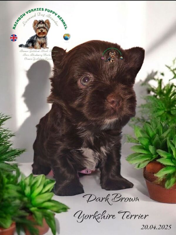 Dark Brown Yorkshire Terrier Boy 🤎💙 For Sale in Rugby, Warwickshire