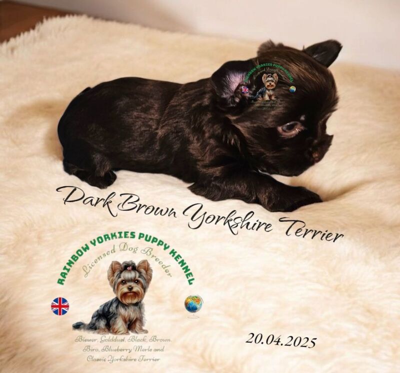 Dark Brown Yorkshire Terrier Boy 🤎💙 For Sale in Rugby, Warwickshire