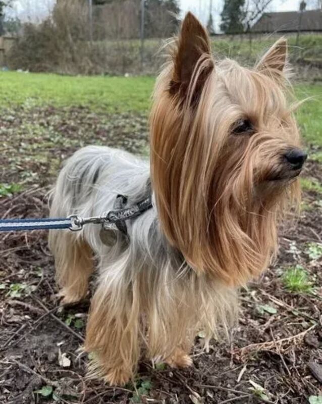 Can 2 Male Yorkies Get Along