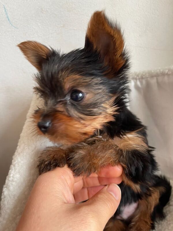 Miniature Yorkshire Terrier Puppies For Sale | Yorkie Owners