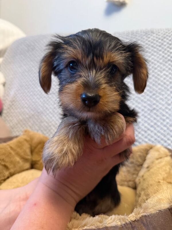 Miniature Yorkshire Terrier Puppies For Sale | Yorkie Owners