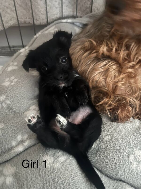 Tiny Pure Breed Yorkshire Terrier Puppies For Sale in Forfar, Angus