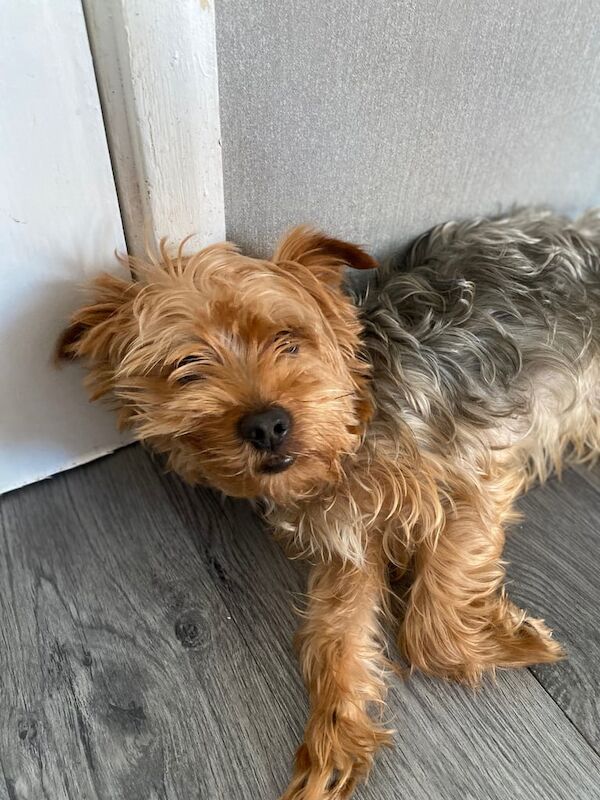Buy and sell Yorkie puppies and dogs online | Yorkie Owners