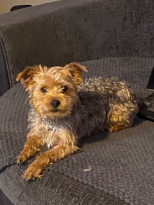 Yorkie For Sale in Cullompton, Devon | Yorkie Owners