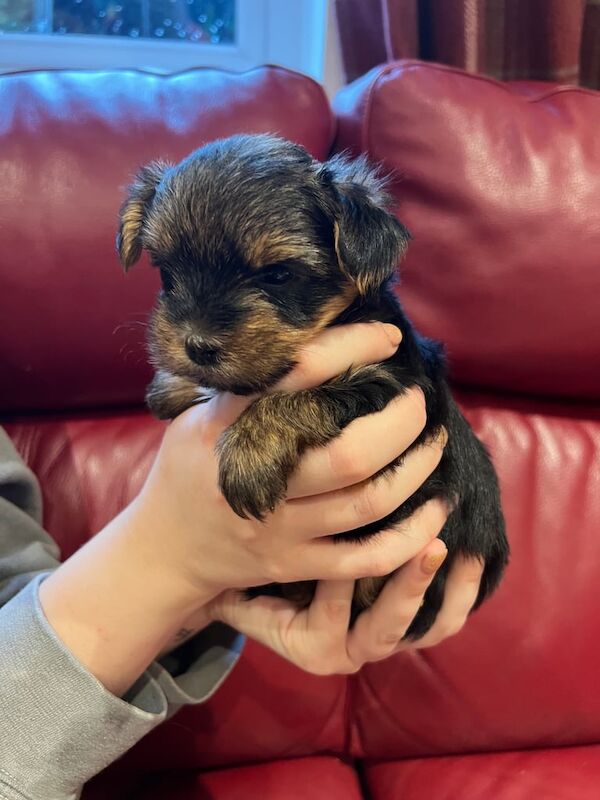 Biewer Yorkshire Terrier Puppies For Sale | Yorkie Owners