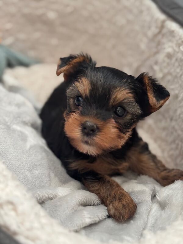 Miniature Yorkshire Terrier Puppies For Sale | Yorkie Owners
