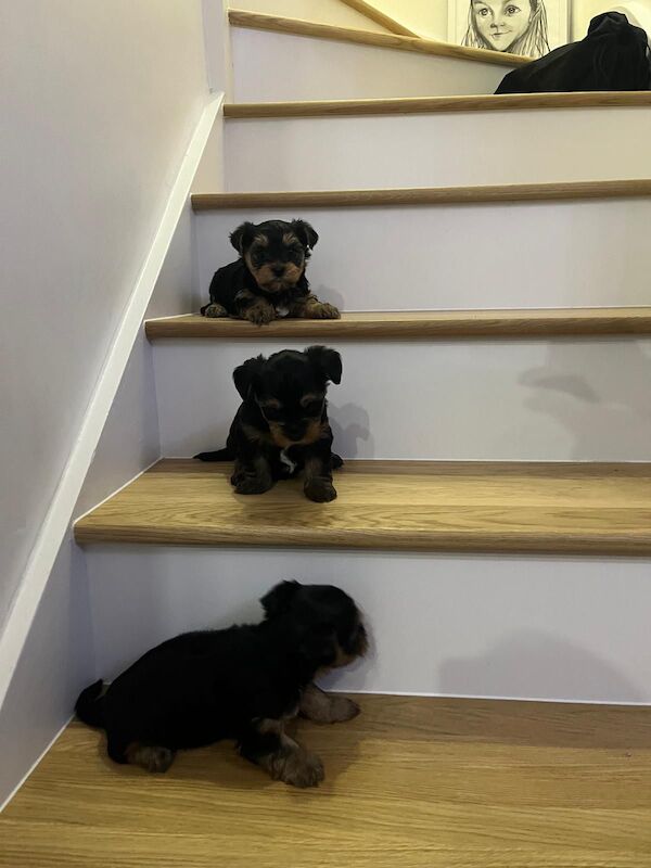 Yorkshire Terrier For Sale in Uxbridge, Greater London | Yorkie Owners