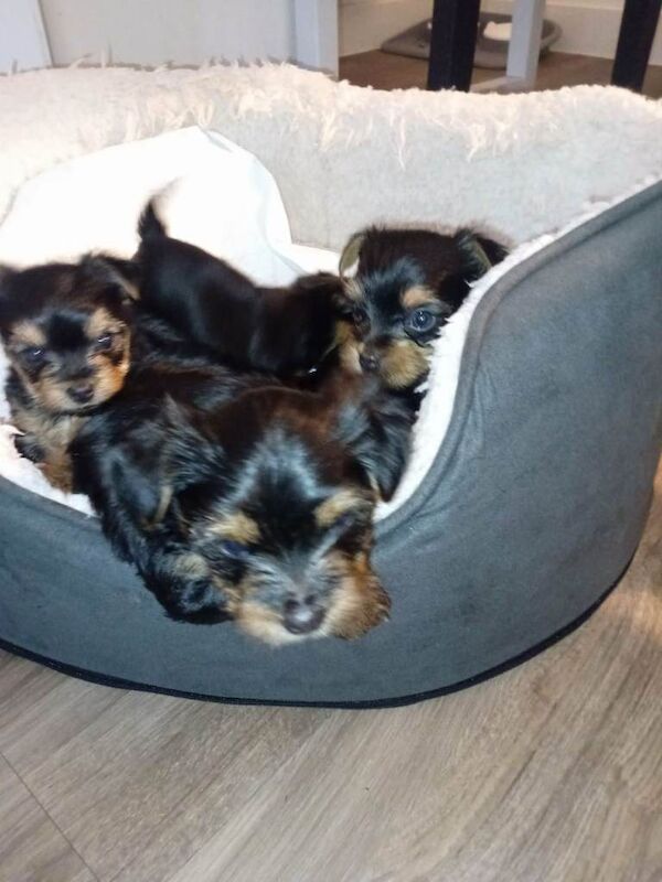 Miniature Yorkshire Terrier Puppies For Sale | Yorkie Owners