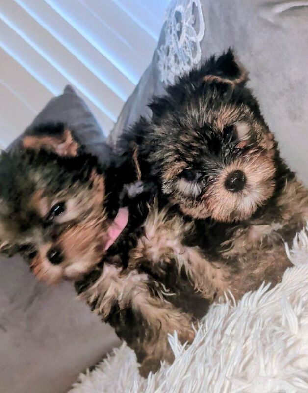 Yorkshire Terrier Puppies For Sale In Chadderton, Manchester | Yorkie ...